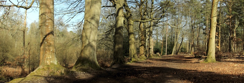 Tree Preservation Orders (TPO) - Tree Surveys